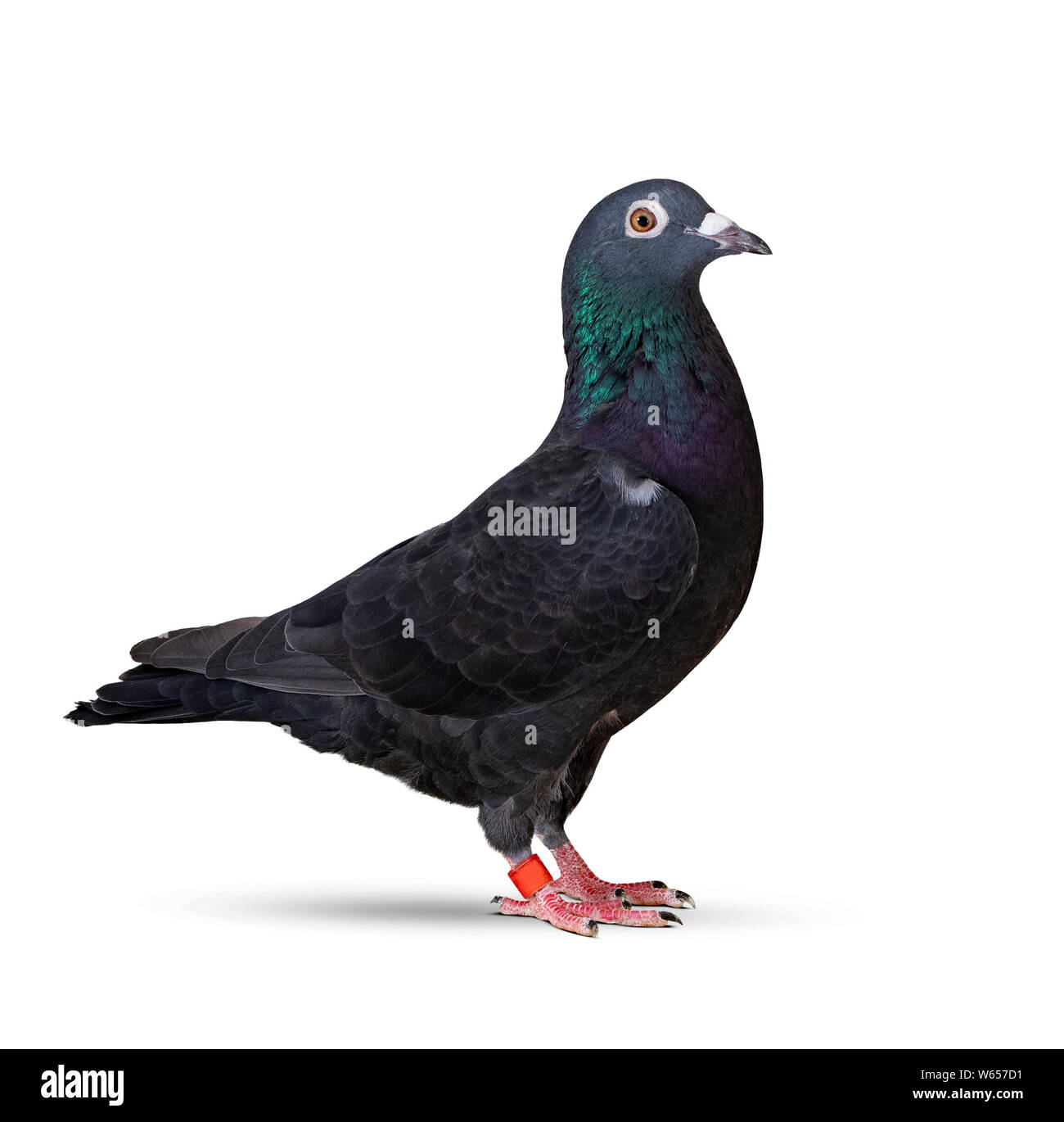 Black Homing Pigeon Close Up Face Of Homing Pigeon Bird Bill On Black