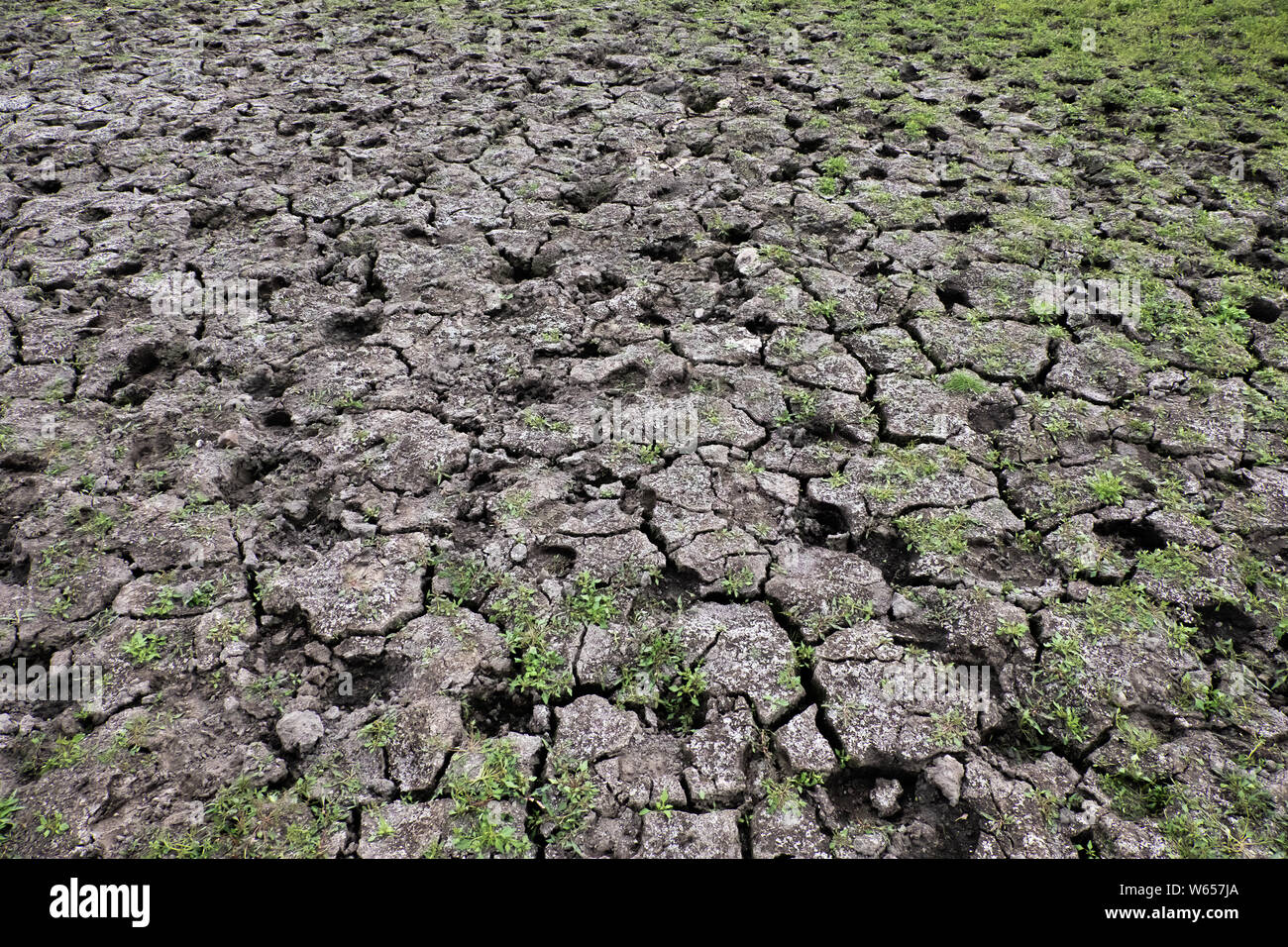 top view of dry cracked soil with grass Stock Photo - Alamy