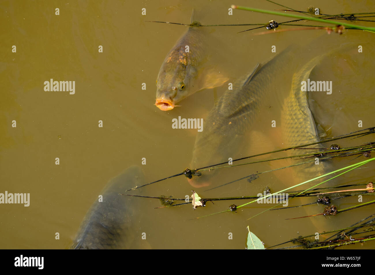 Ornamental carp hi-res stock photography and images - Alamy