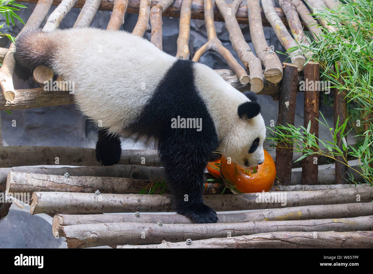 One of the female giant panda twins "Hehe" and "Jiujiu" eats a birthday ...