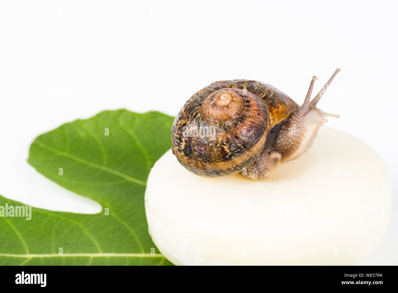 White soap cosmetics on green leaf, made with snail slime. Very healthy ...