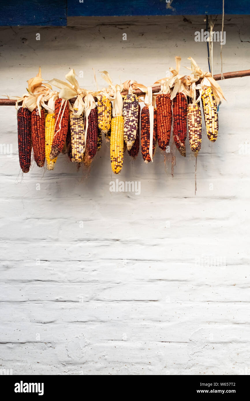 colorful corn hanging on a white wall background Stock Photo - Alamy
