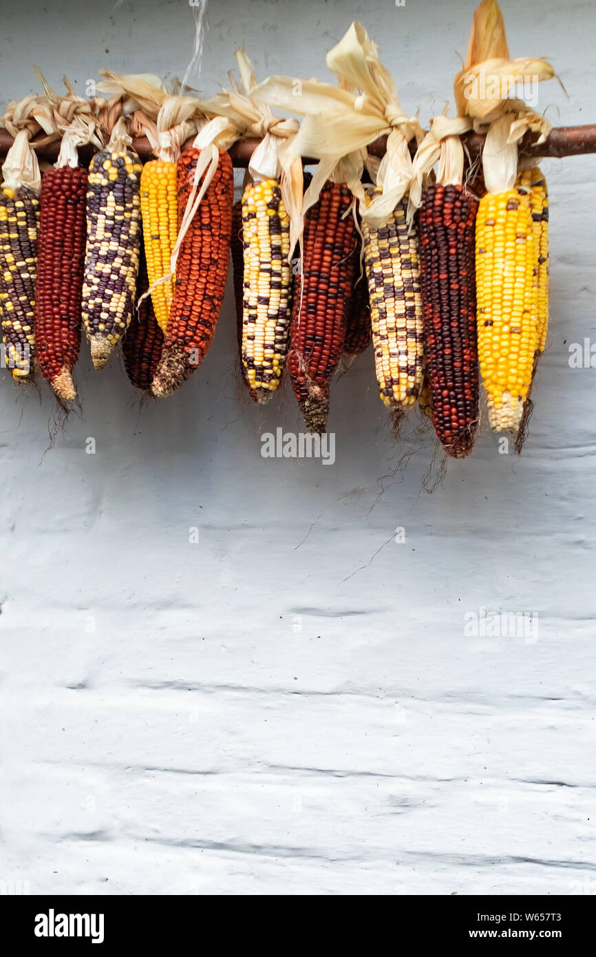 colorful corn hanging on a white wall background Stock Photo - Alamy