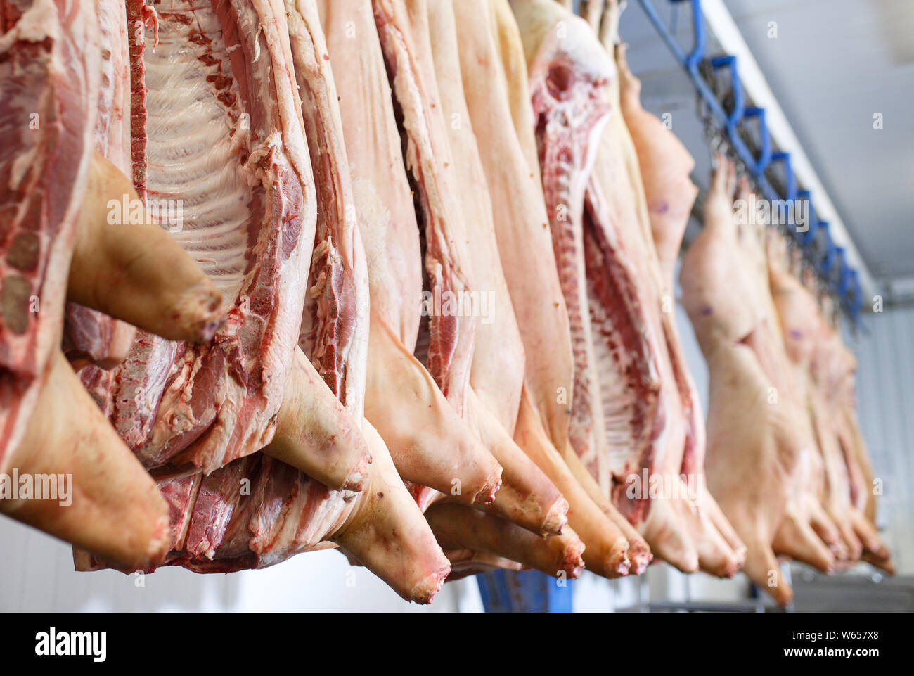 Pig carcasses cut in half stored in refrigerator room of food ...