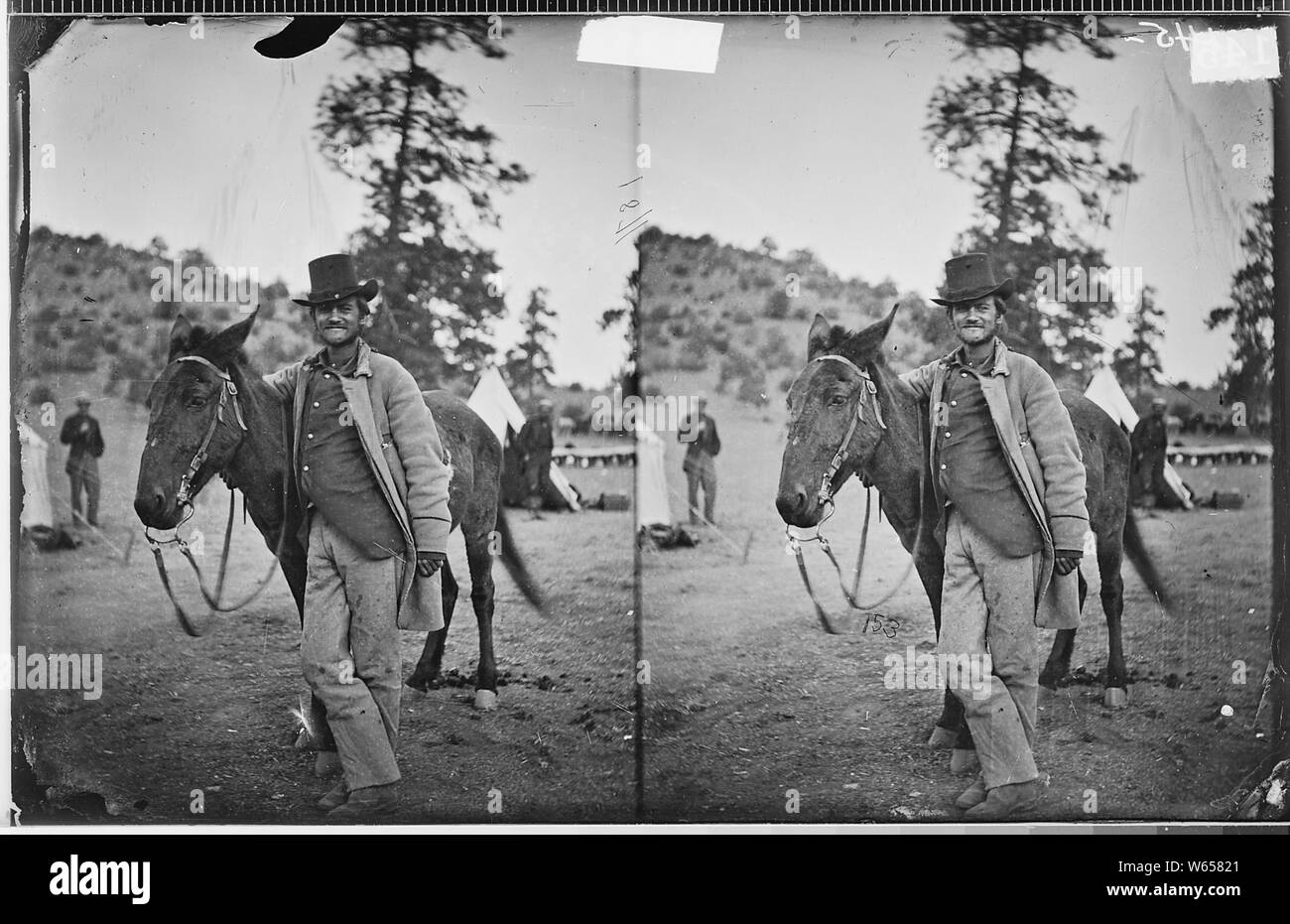 FRED W. LORING AND HIS MULE EVIL MERODACH PRESCOTT, ARIZONA Stock Photo ...