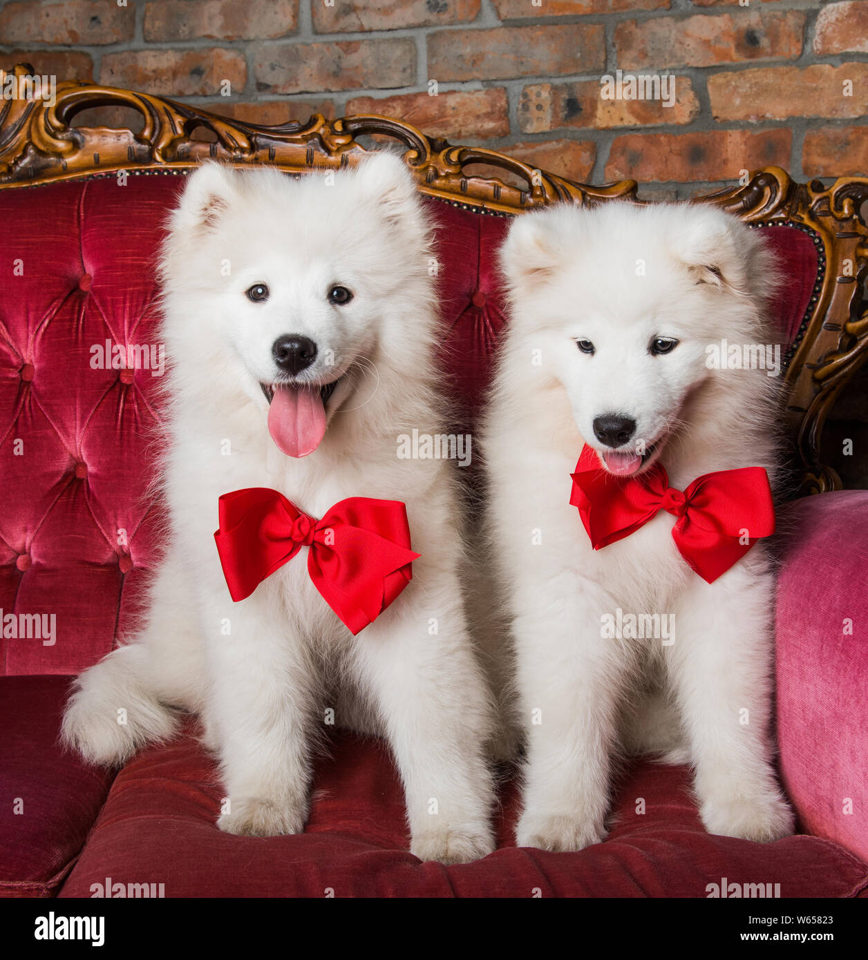 Funny white Samoyed dogs on the red luxury couch Stock Photo - Alamy