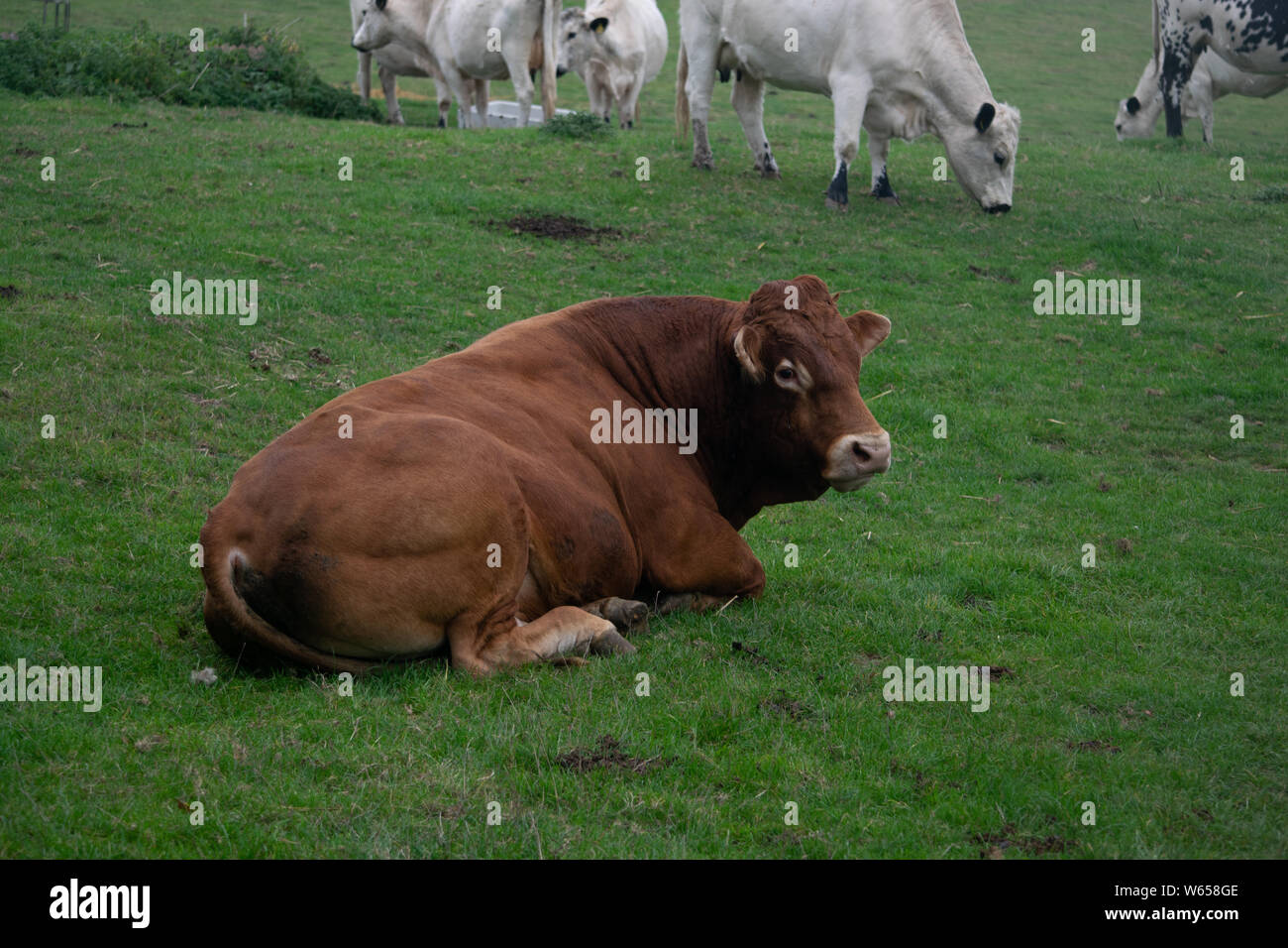 Laying in field hi-res stock photography and images - Alamy