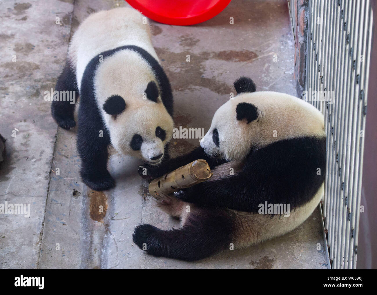 Female giant panda twins "Hehe" and "Jiujiu" play during the ...