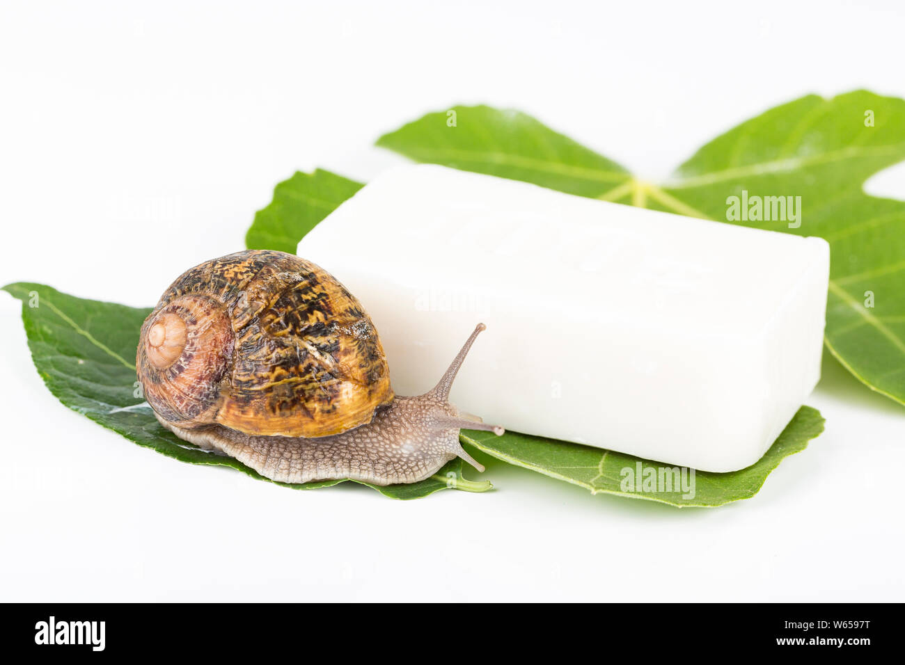 White soap cosmetics on green leaf, made with snail slime. Very healthy ...
