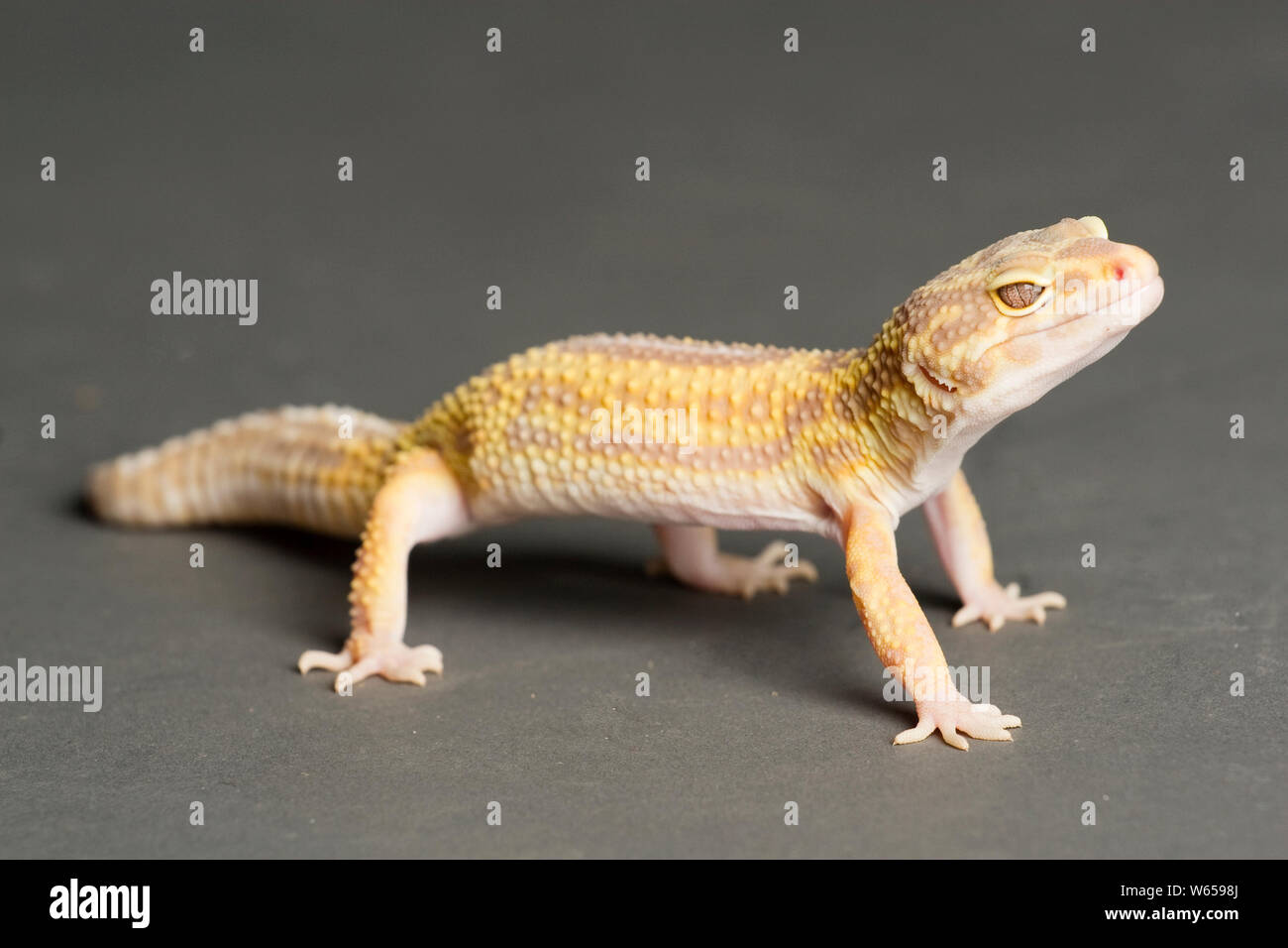 Leopard gecko face hi-res stock photography and images - Alamy