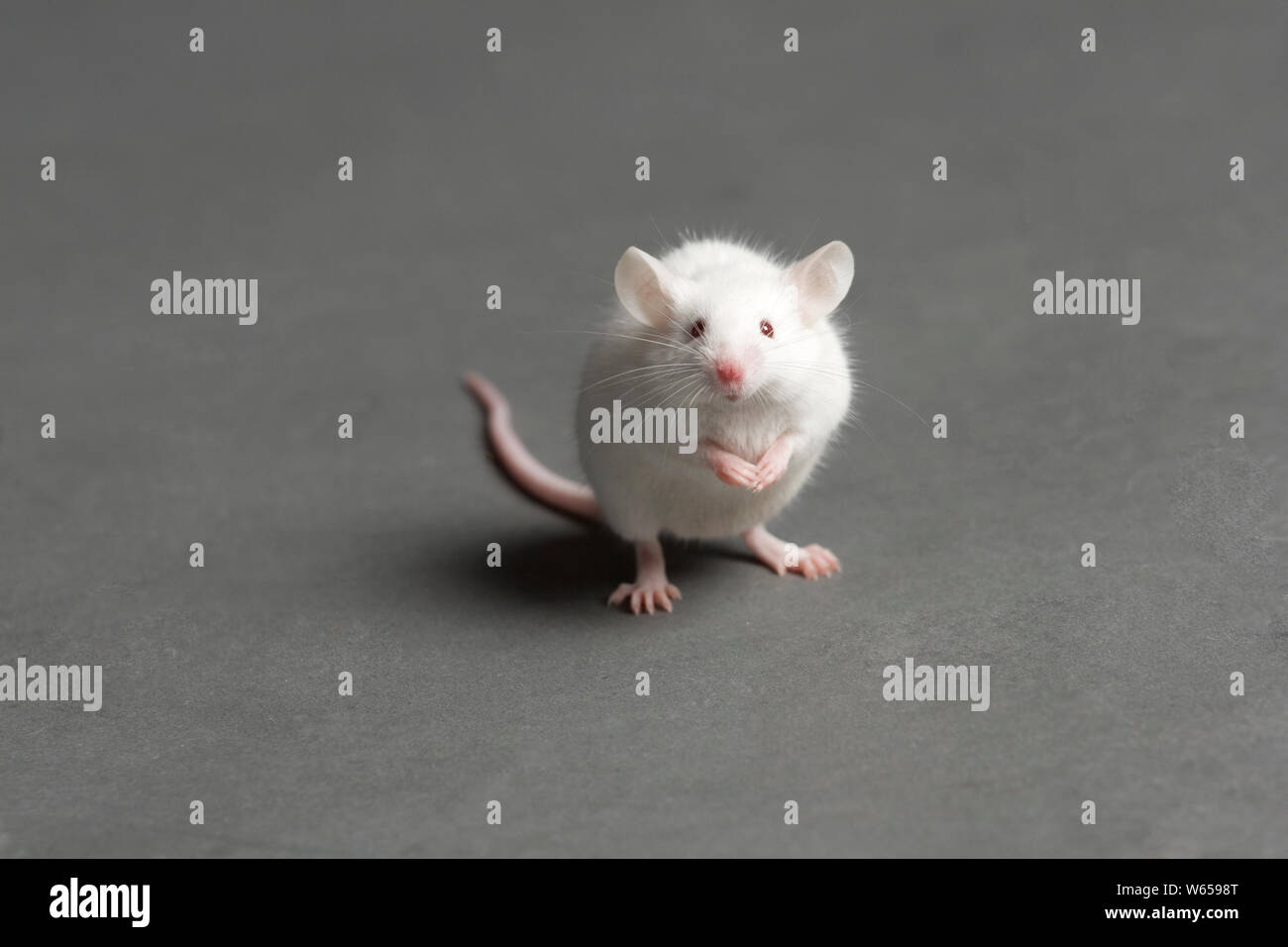 Cute White Mouse on with sweet Face Stock Photo - Alamy