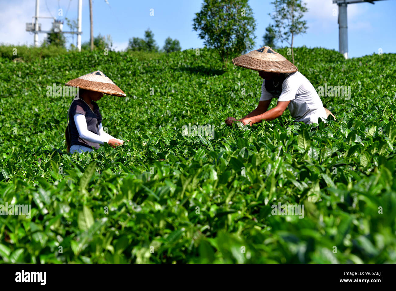 --FILE--Farmers pick autumn tea leaves at a tea plantation in Zunyi ...