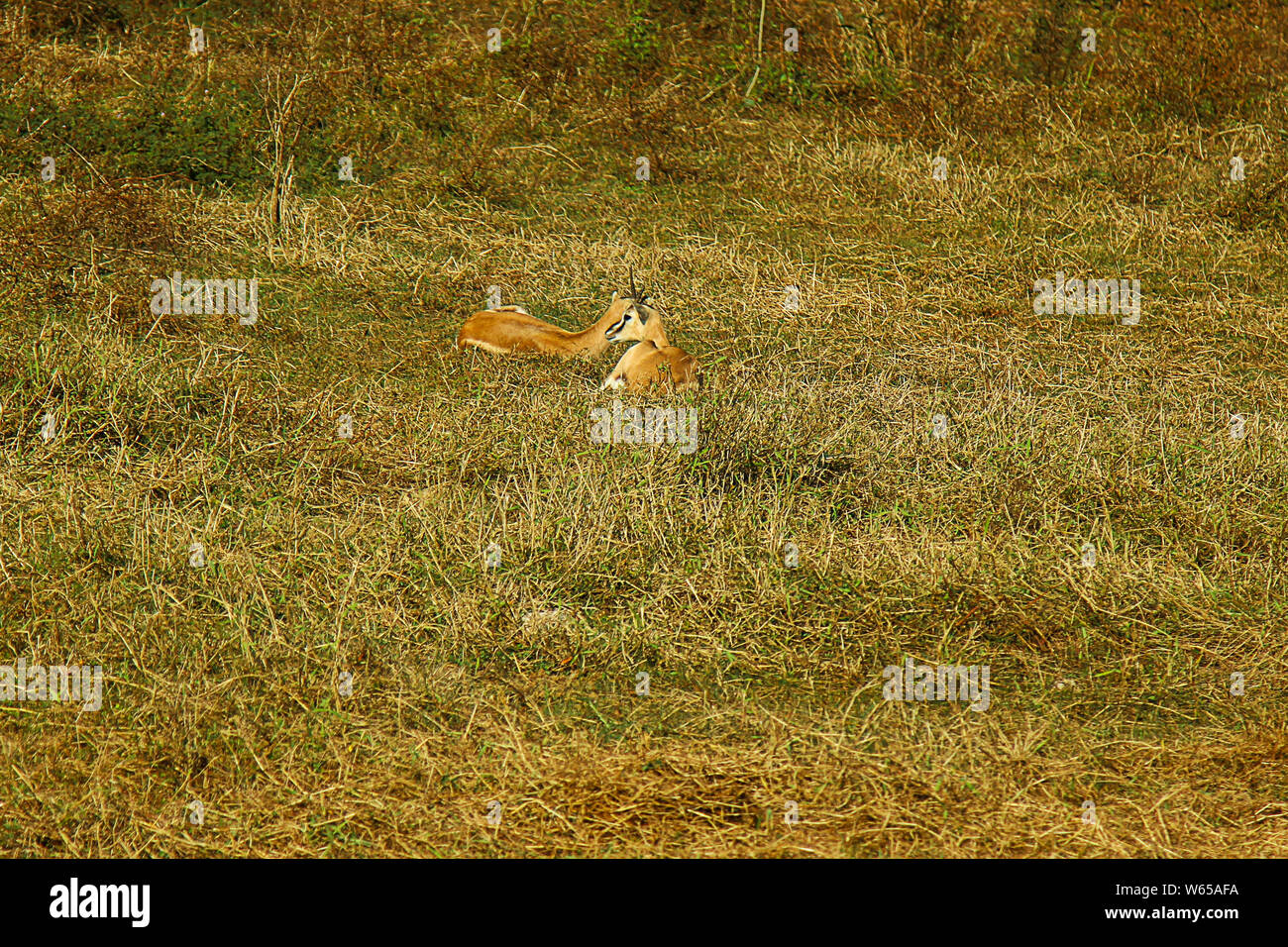 Deer are the hoofed ruminant mammals forming the family Cervidae. The ...