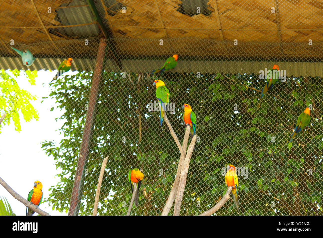 Six parrots hi-res stock photography and images - Alamy