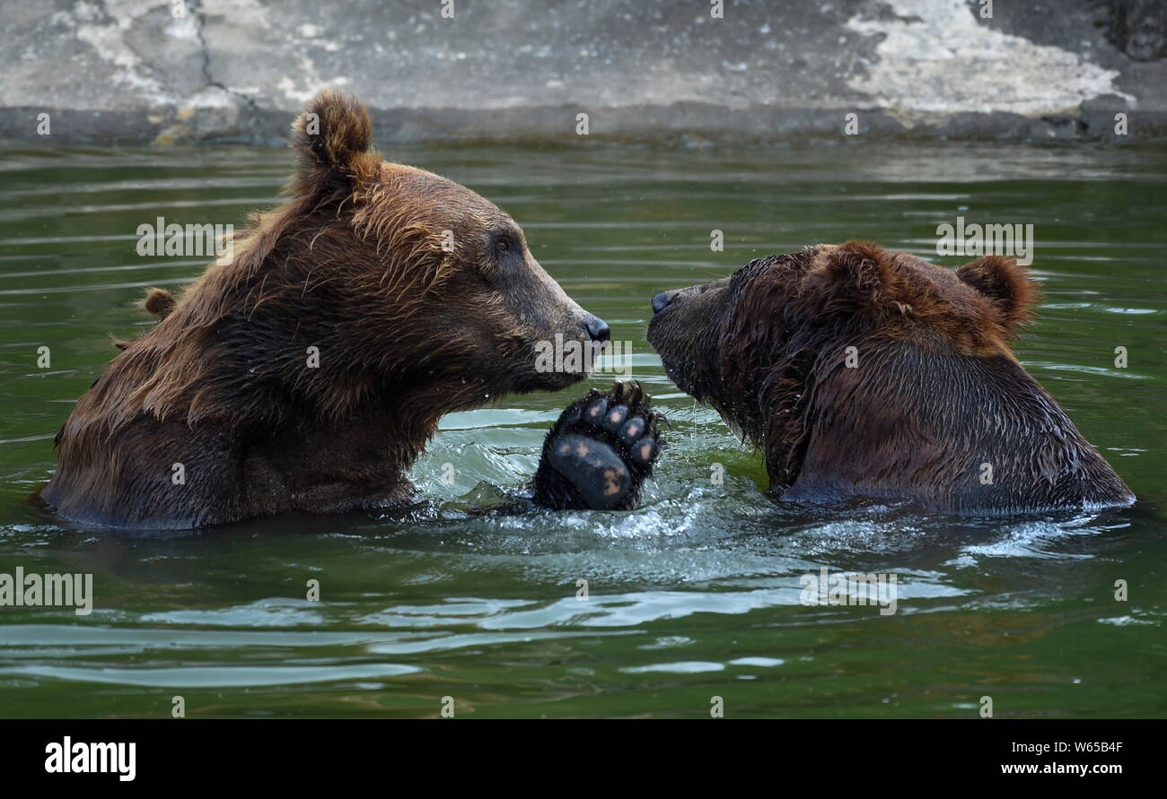 A pair of bears kisses on Qixi Festival, also known as the Chinese ...