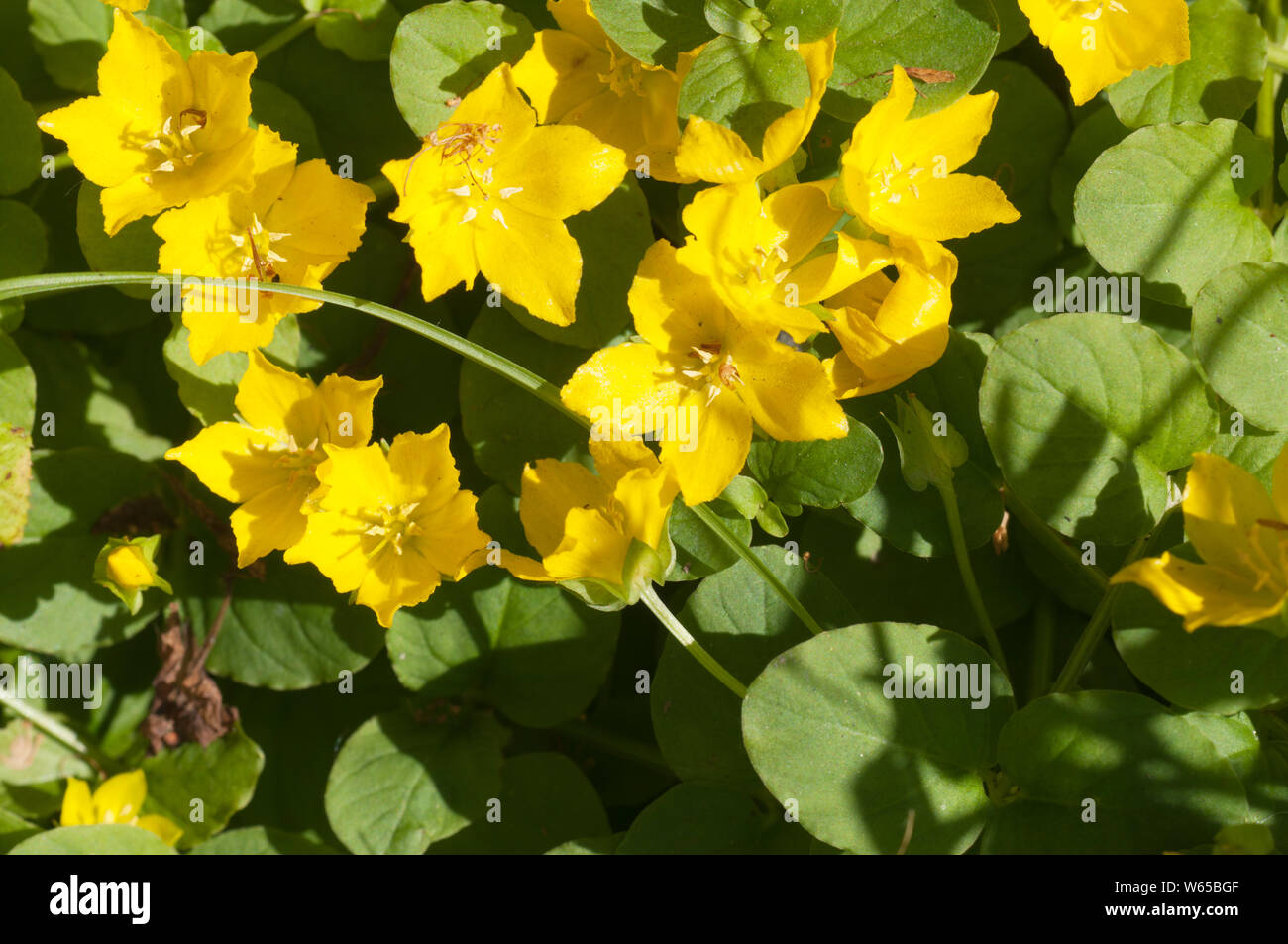 Lysimachia nummularia gold hi-res stock photography and images - Alamy