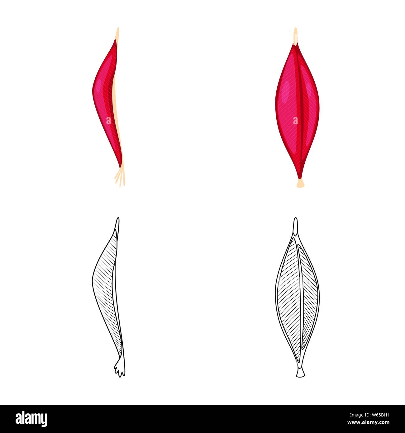 Vector illustration of fiber and muscular sign. Set of fiber and body ...