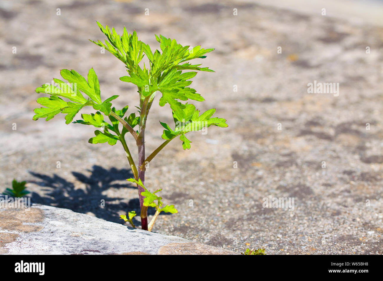 Small plant born on a concrete wall - power of life concept image Stock ...