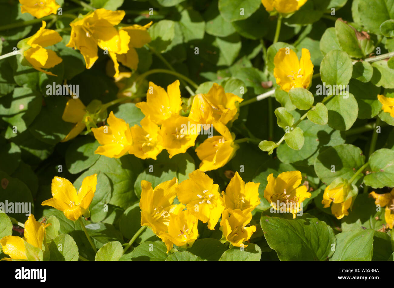 Lysimachia nummularia gold hi-res stock photography and images - Alamy