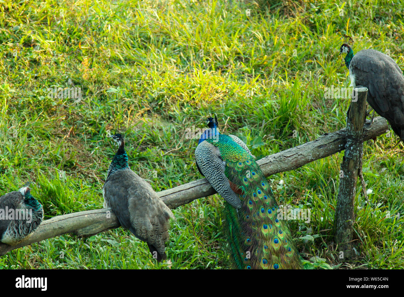 Peafowl is a common name for three species of birds in the genera Pavo ...