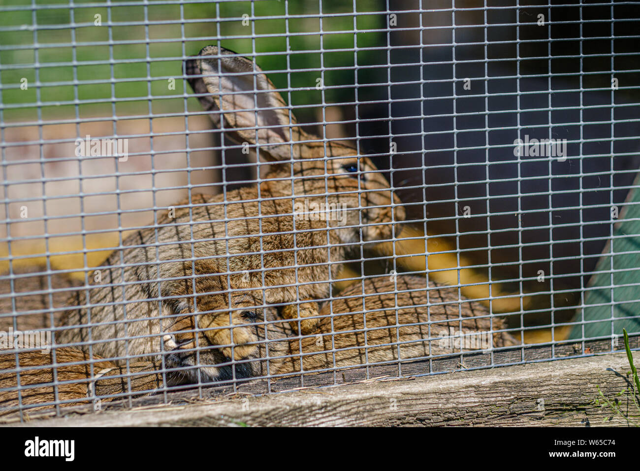 domestic rabbits in the cages behind bars feeding Stock Photo - Alamy