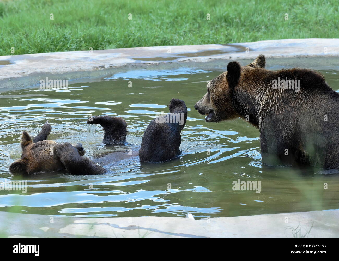 A pair of bears has fun in water on Qixi Festival, also known as the ...