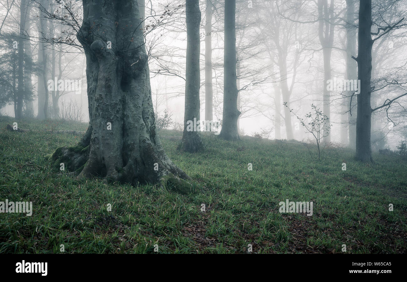 Misty trees hi-res stock photography and images - Alamy