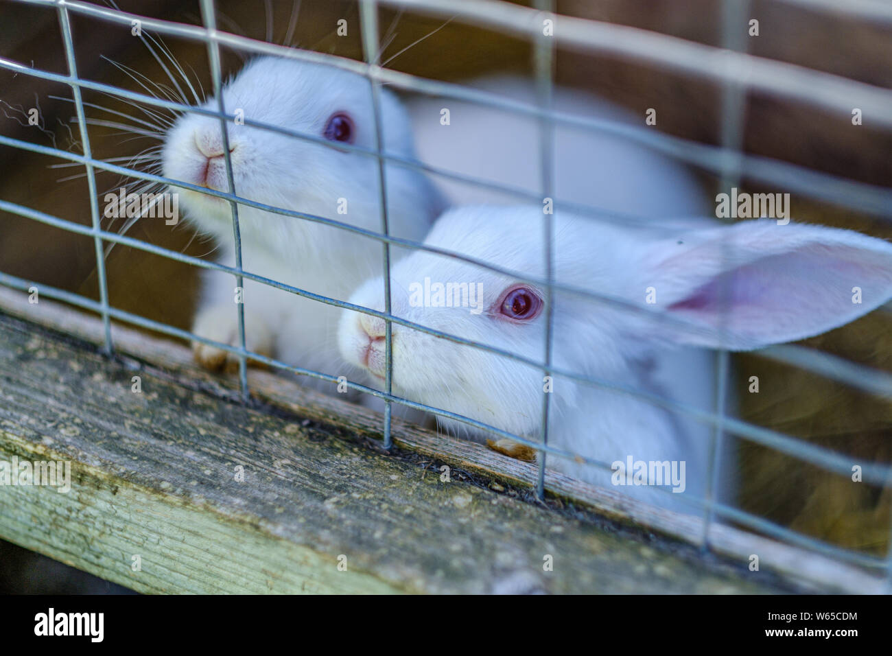 Rabbits In Cages High Resolution Stock Photography and Images - Alamy