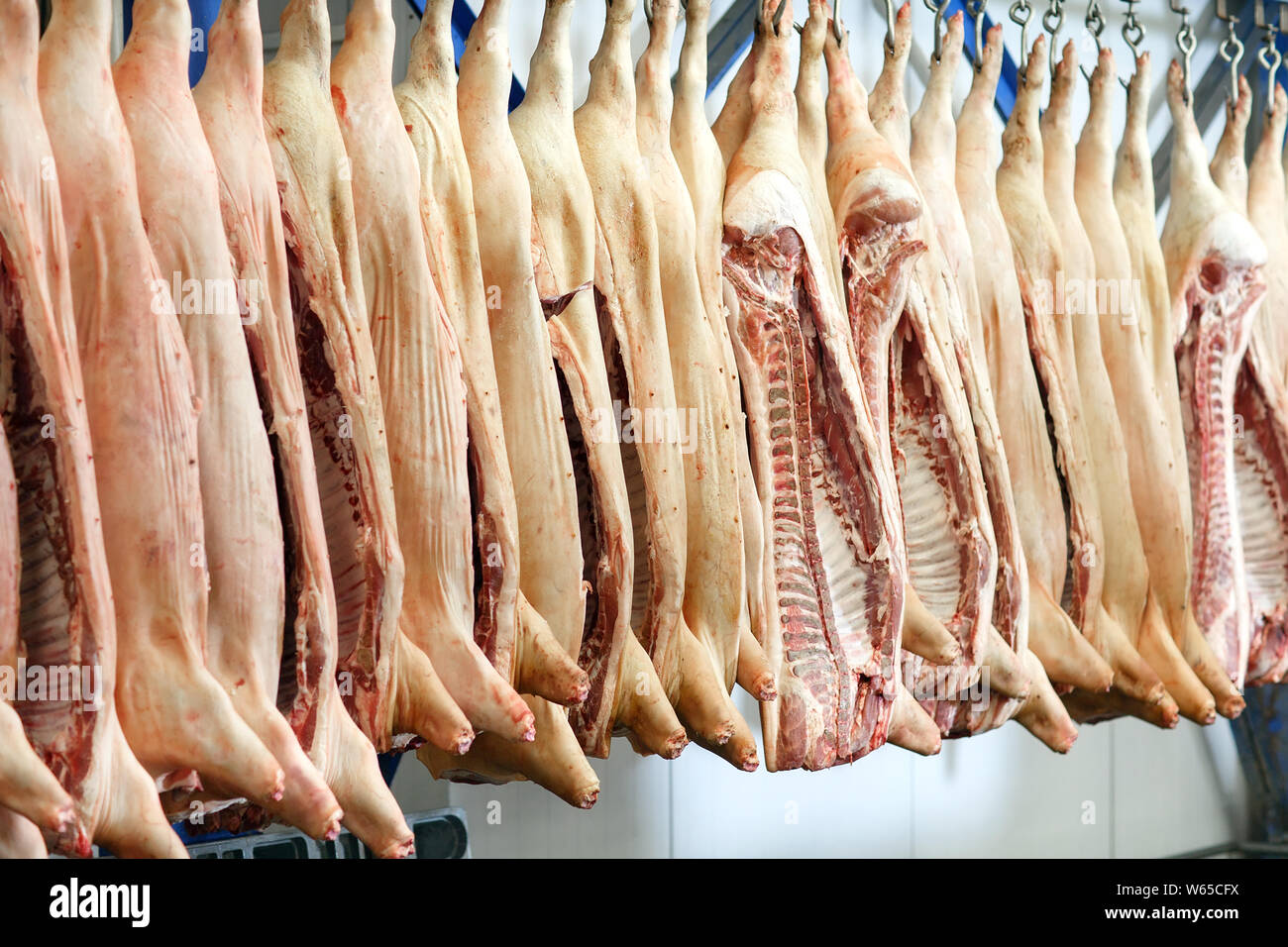 Pig carcasses cut in half stored in refrigerator room of food ...
