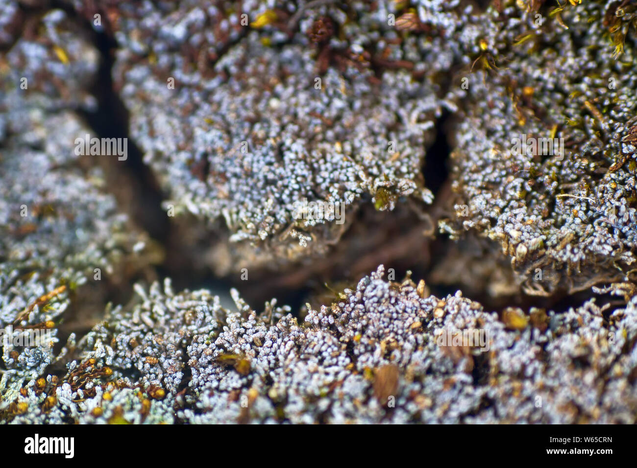 moss in zoom, which you haven't seen in a mountainous area of the ...