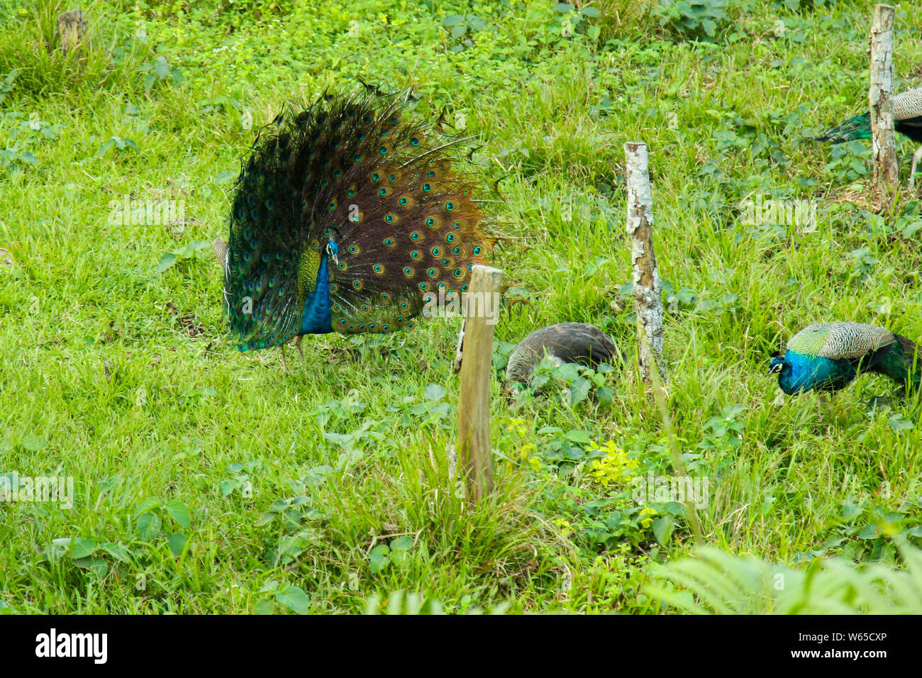 Peafowl is a common name for three species of birds in the genera Pavo ...