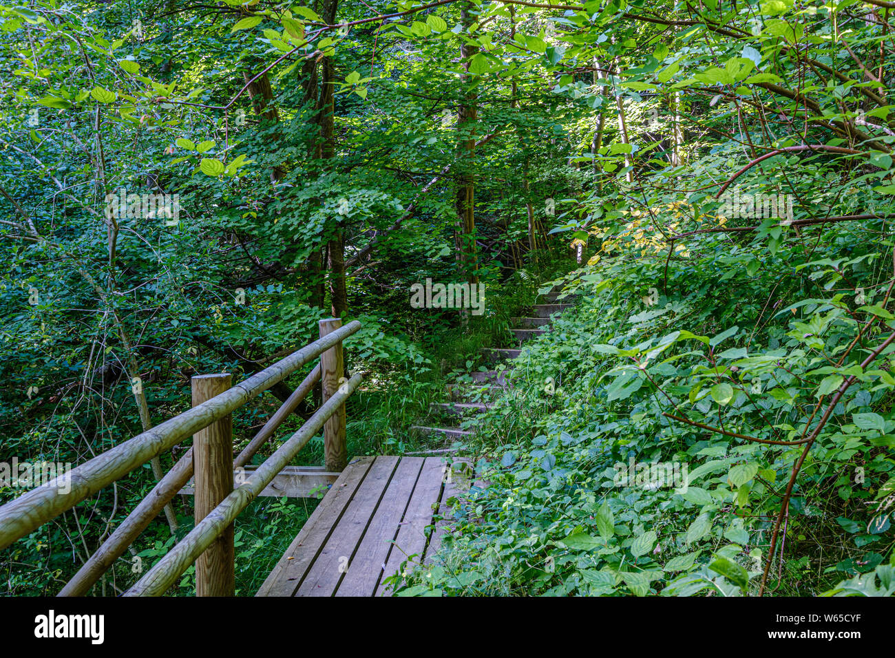 wooden bridge over small river in forest in summer Stock Photo - Alamy