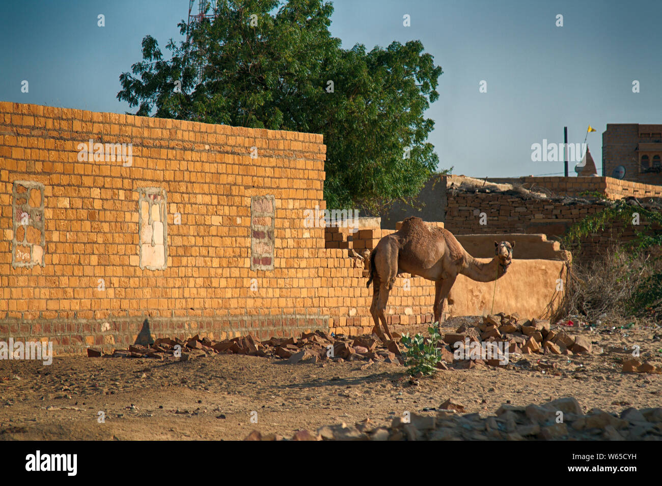 Camel dromedary (Camelus dromedarius) on the background of the brick ...