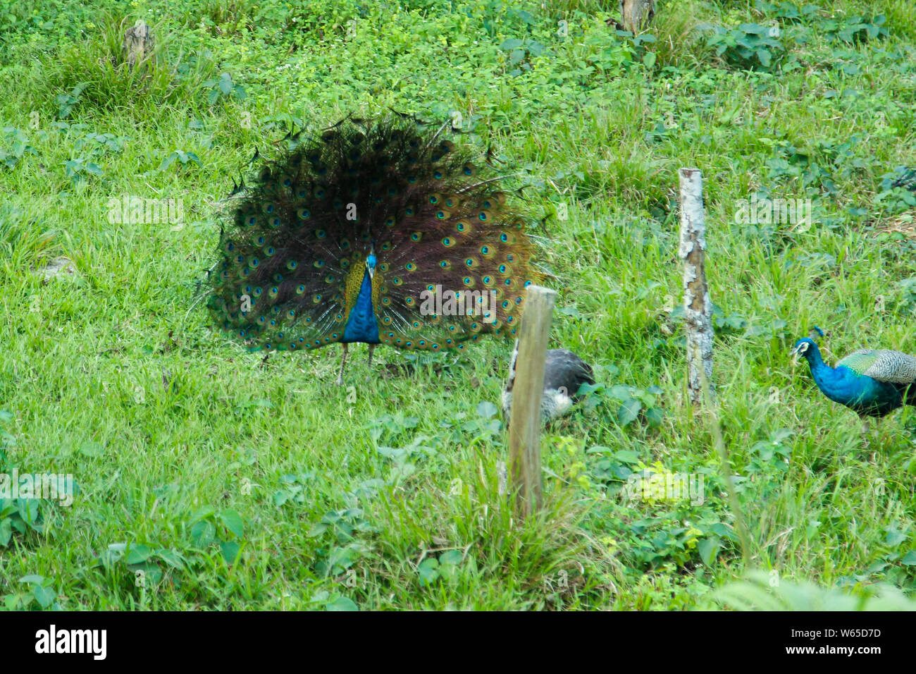 Peafowl is a common name for three species of birds in the genera Pavo ...