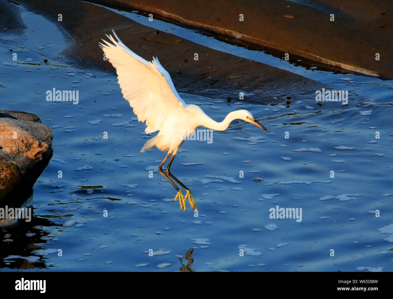 Anhui, China. 31st July, 2019. -Egrets are photographed in the coastal ...