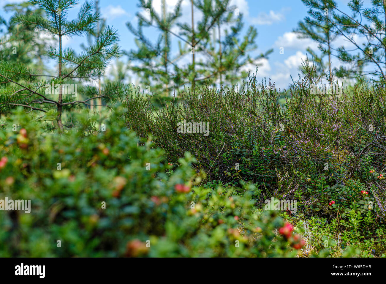 lingonberries cranberries on green moss in forest near dry tree stomps in summer Stock Photo - Alamy
