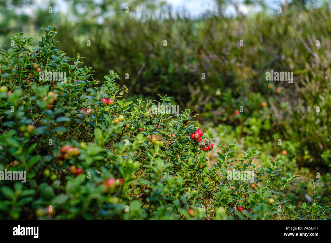 lingonberries cranberries on green moss in forest near dry tree stomps in summer Stock Photo - Alamy