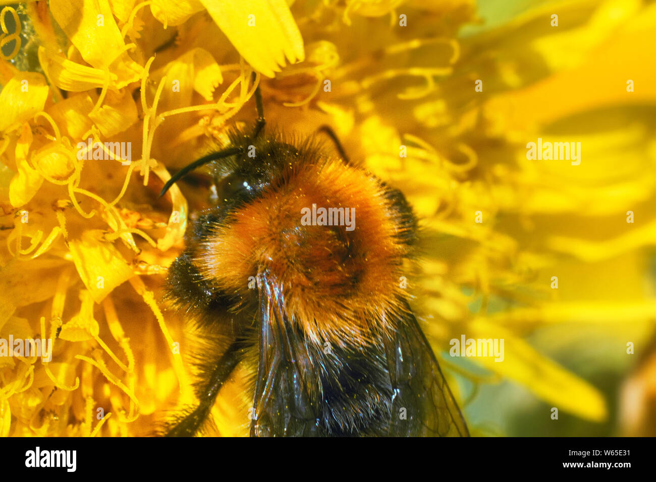 Polar bug hi-res stock photography and images - Alamy