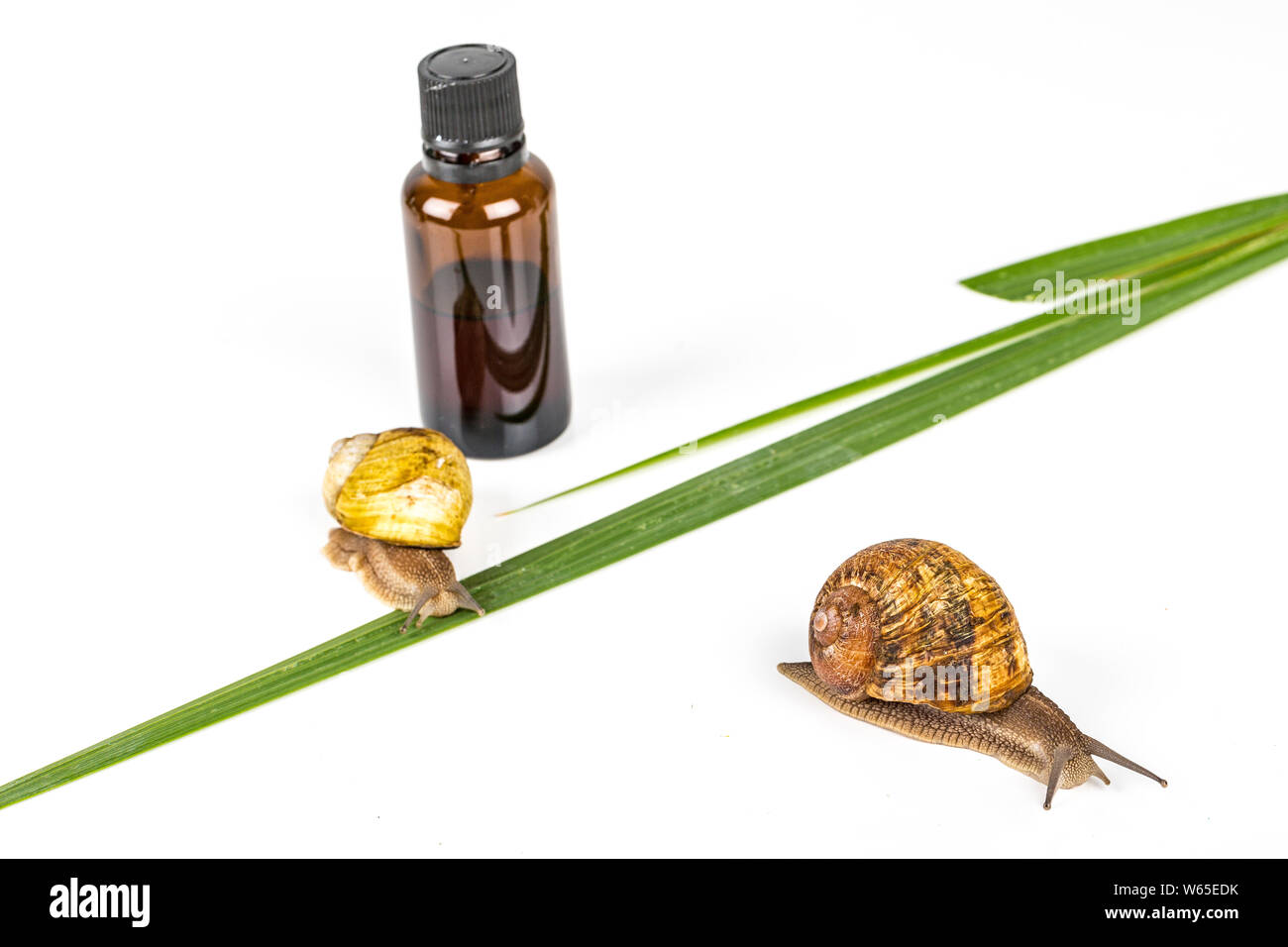 Cosmetics organic made with slaver of snail, very good for skin and ...