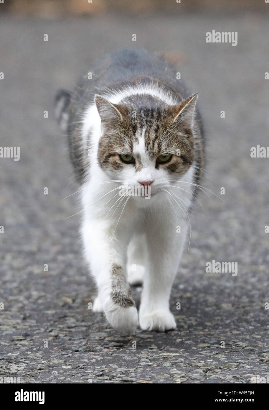Larry the cat hi-res stock photography and images - Alamy
