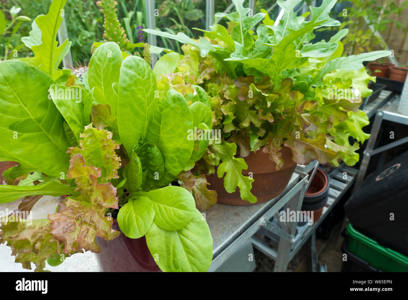 Lollo rossa leaves hi-res stock photography and images - Alamy