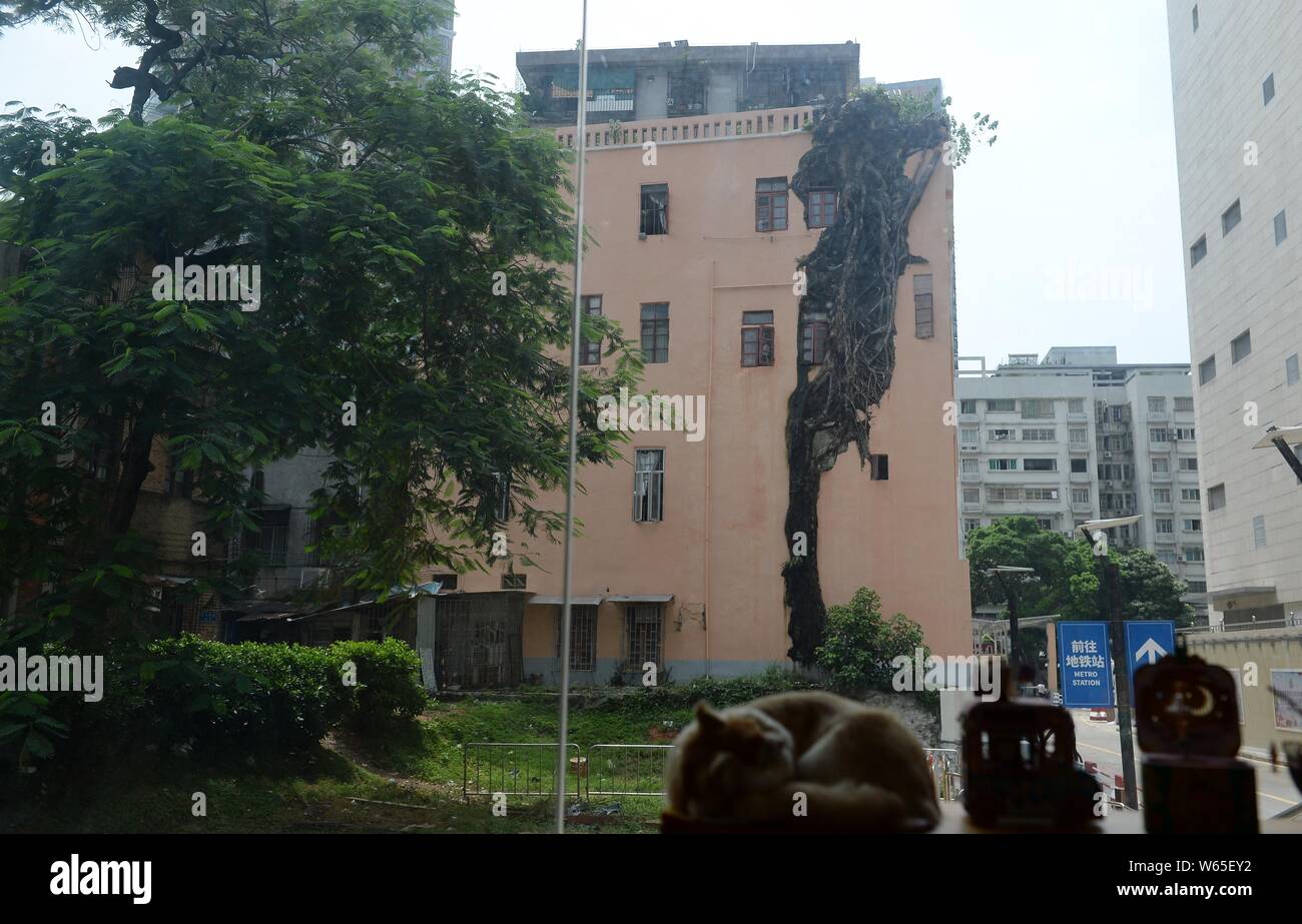 View of a four-storey-tall banyan tree that grows out of and through ...