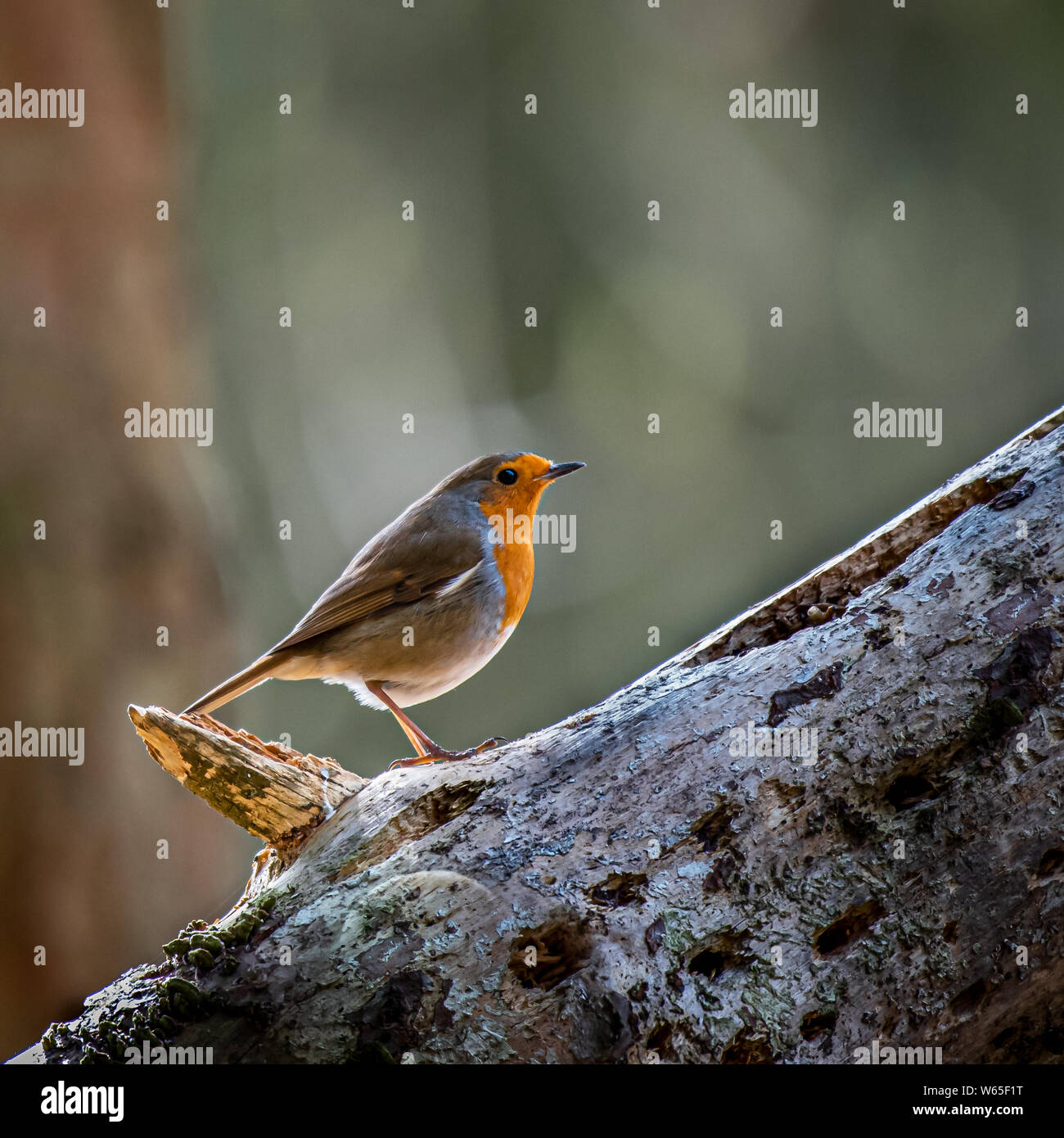 Garden robin tree hi-res stock photography and images - Alamy