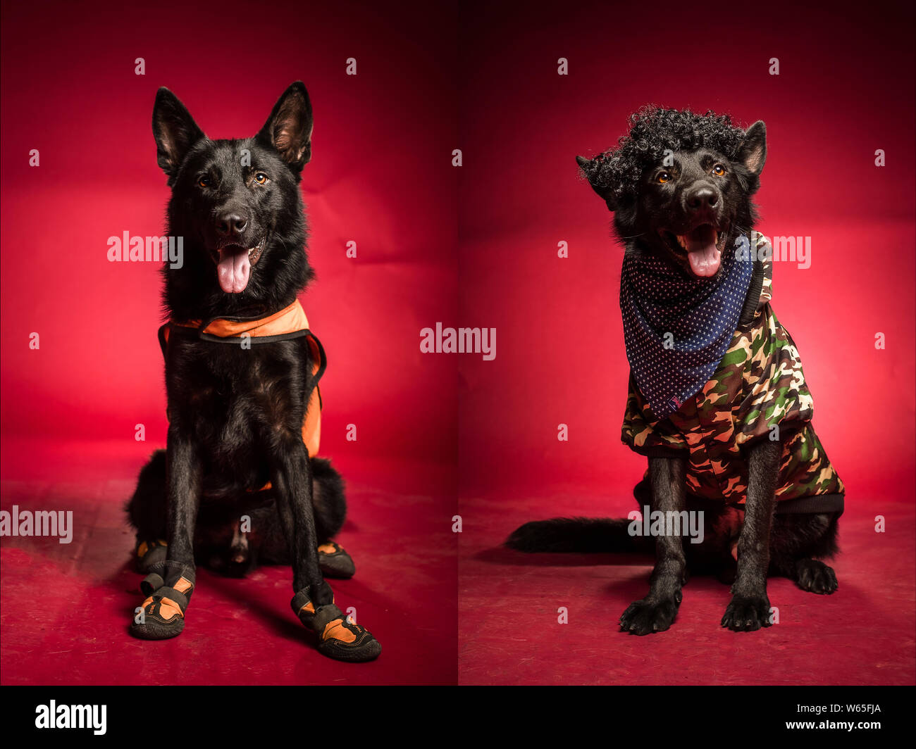Firefighting Dog High Resolution Stock Photography and Images - Alamy
