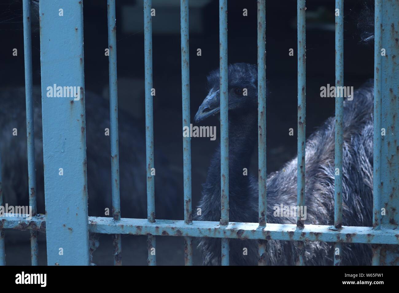 Emu in cage hi-res stock photography and images - Alamy