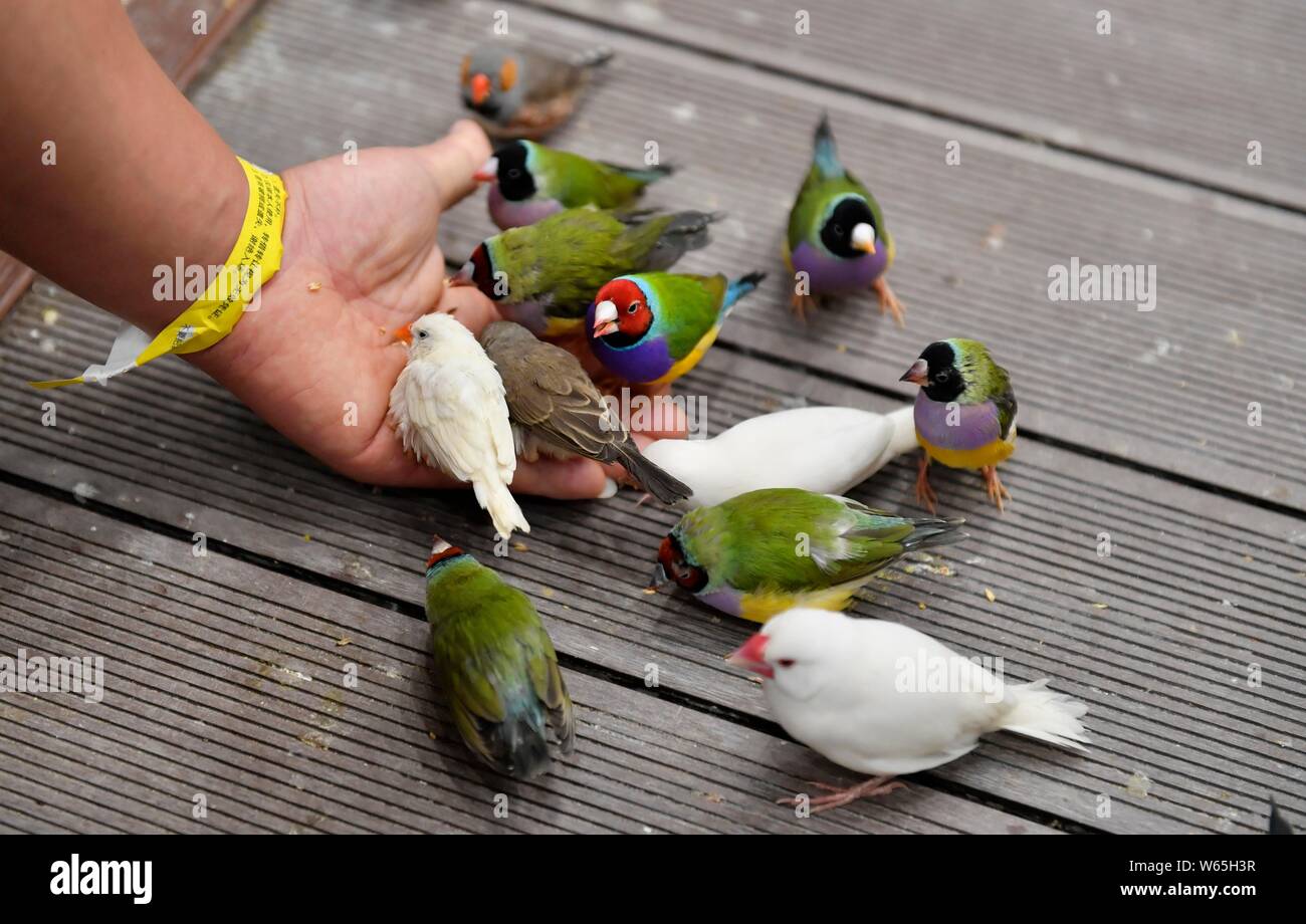 A visitor feeds Gouldian finches at the indoor petting zoo established ...