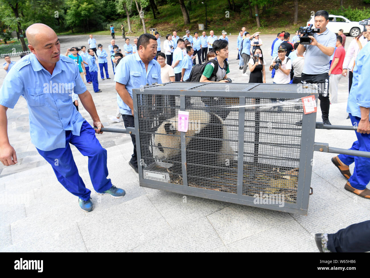 Staff members carry a cage with one of the two female giant pandas Chu ...