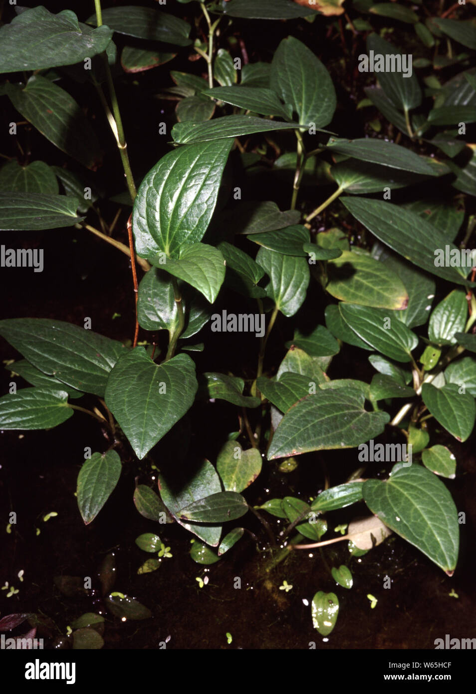 Leiden or Lizard plant (Saururus cernuus Stock Photo - Alamy