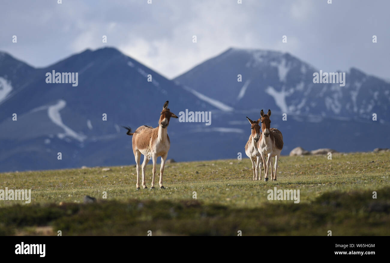 Equus kiang hi-res stock photography and images - Alamy