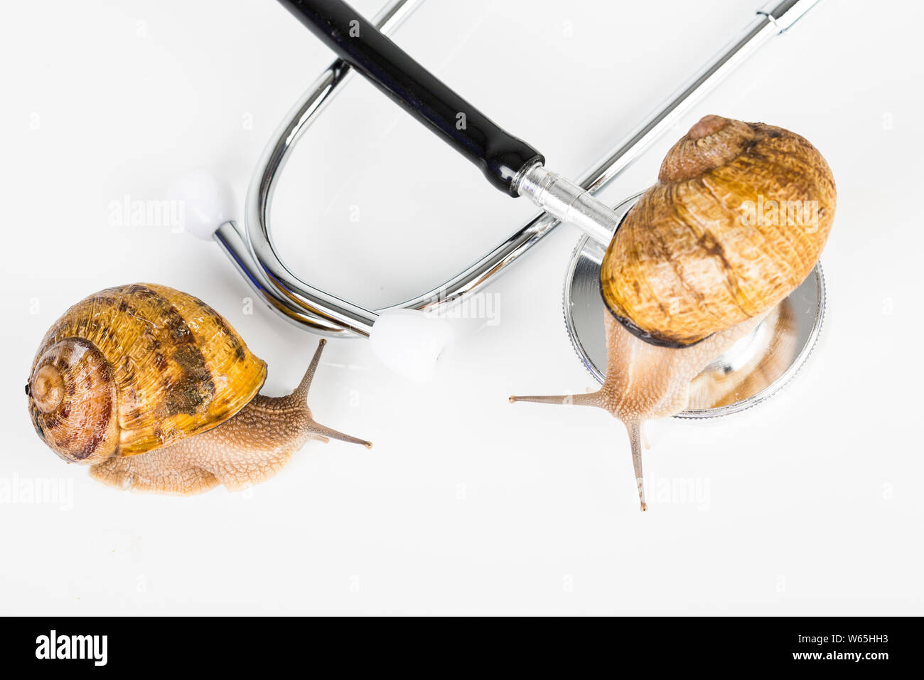Big brown snails alive walking on stethoscope on white background ...